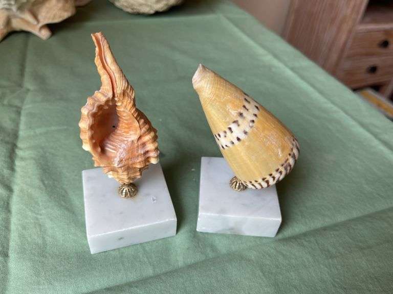 Pair of Shells Mounted on Marble - Apexx Auctions
