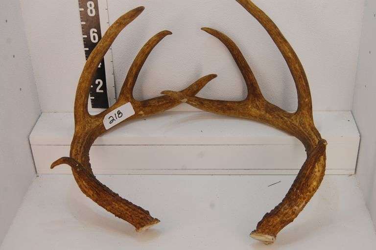 PAIR OF 4 POINT ANTLERS - Auction HUB Texas