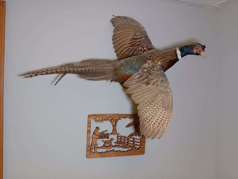 Pheasant Wall Mount and Wooden Hunting Decoration - Auction Solutions ...