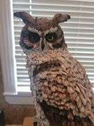 Life sized owl Florence statue marked wisdom by Giuseppe Armani ...