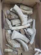 Box Of Assortes Antler Pieces - Baer Auctioneers - Realty, LLC