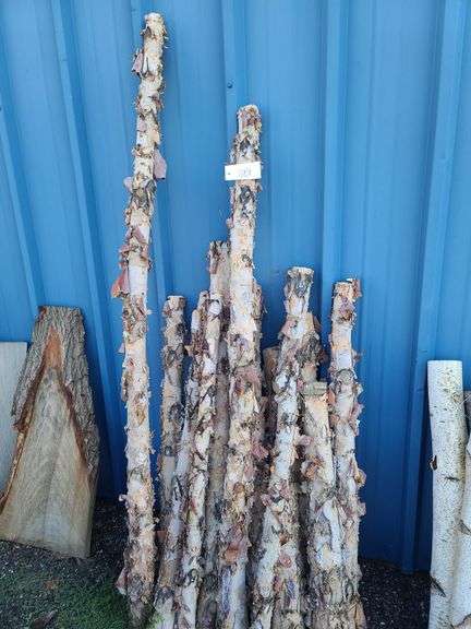 Thirteen Curly White Birch Logs. Various Lengths and Diameters - Baer ...