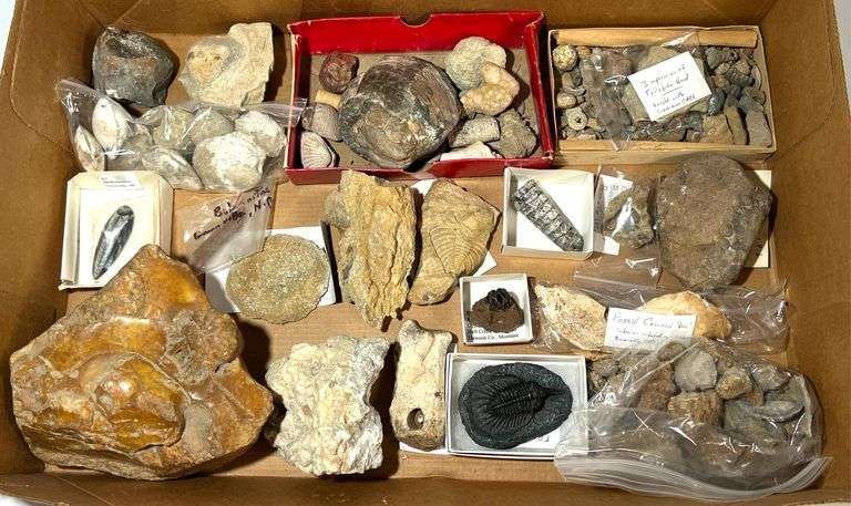 Box w/ All Kinds of Fossils - Black And Gold Auctions