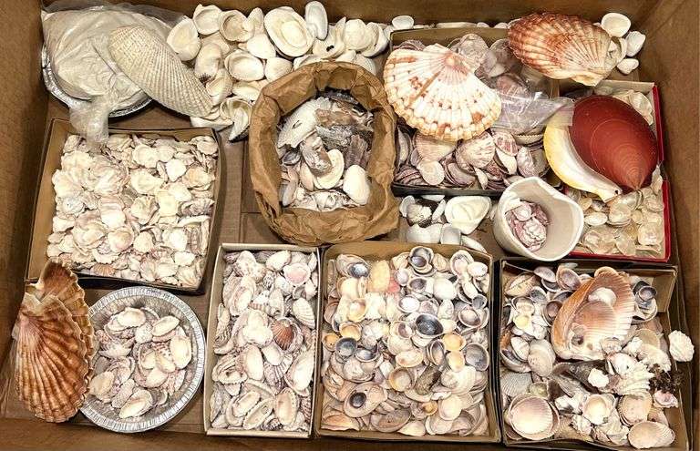 Large Collection of Seashells - Black And Gold Auctions