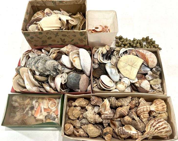 Collection of Seashells / Conch Shells / Shell Art - Black And Gold Auctions