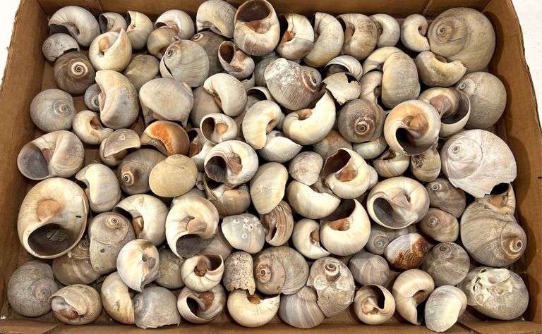 Conch Shells / Snail Shells - Black And Gold Auctions