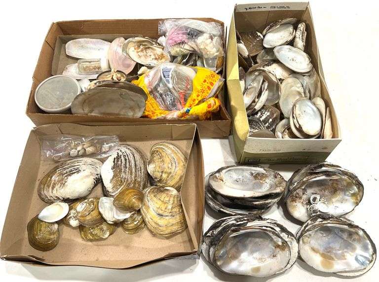 Large Collection of Seashells / Muscle Shells / Clam Shells - Black And ...