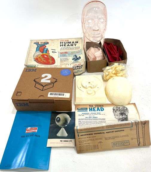 Vintage Life Size Human Heart Model / The Visible Head Model / Human ...