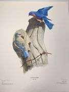 David Plank signed and numbered bird prints - Black And Gold Auctions