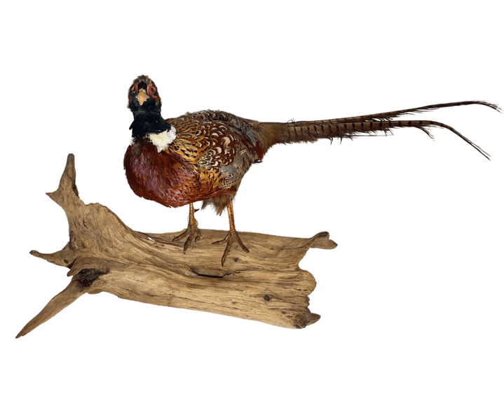 Taxidermy Pheasant Mount Decor - Black And Gold Auctions
