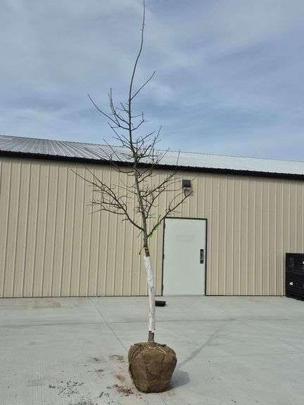 Pin Oak - Black And Gold Auctions