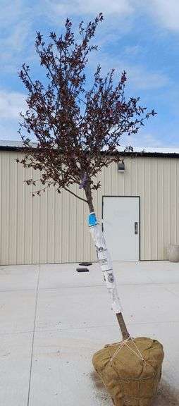 Showtime Crab Tree - Black And Gold Auctions