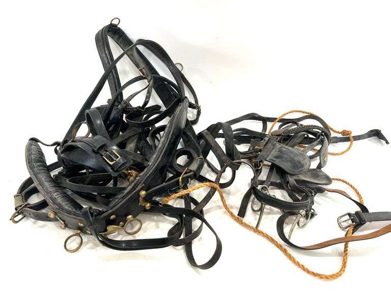 Horse Care Items - Halter / Bridle / Breeching Harness - Black And Gold ...