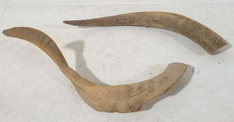 (2) Horns - Black And Gold Auctions
