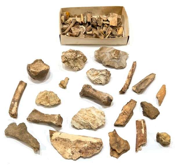 Collection of Bones & Rocks - Black And Gold Auctions