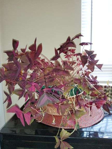 Live flower (type unknown) in flower pot sitting on round placemat ...