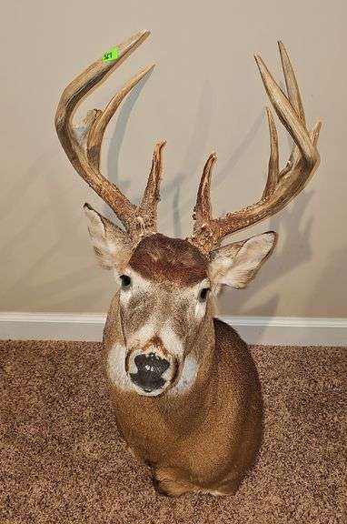 Mounted Deer Head - Baker Auctions & Real Estate, LLC