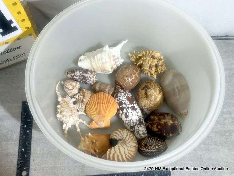 TUB: MEDIUM SIZED SEASHELLS - CONTENTS ONLY - Bentley & Associates, LLC