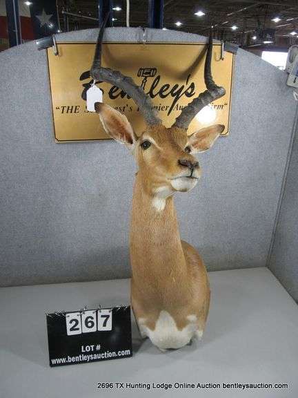 EASTERN AFRICAN MOUNT - IMPALA BUST MOUNT - Bentley & Associates, LLC
