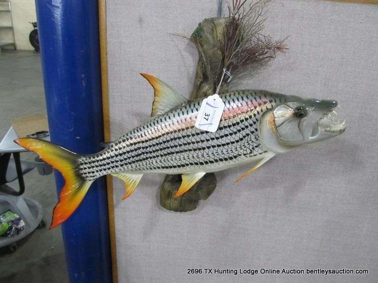 AFRICAN TIGER FISH - UNUSUAL / DECORATIVE MOUNT - Bentley & Associates, LLC