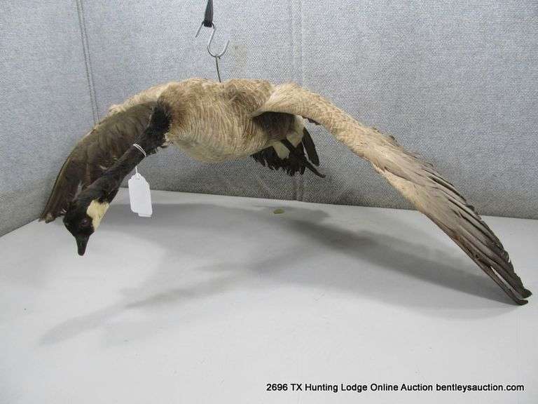 FLYING CANADIAN GOOSE MOUNT - Bentley & Associates, LLC