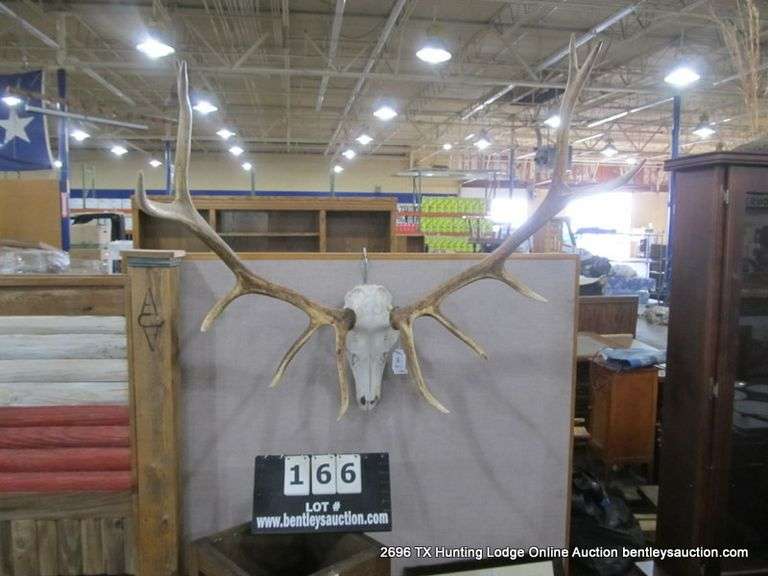 12-SPIKE SKULL WALL MOUNT - ANTLER RACK - DEER - Bentley & Associates, LLC