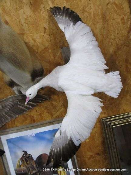 NORTH AMERICAN ROSS' GOOSE WALL MOUNT - Bentley & Associates, LLC