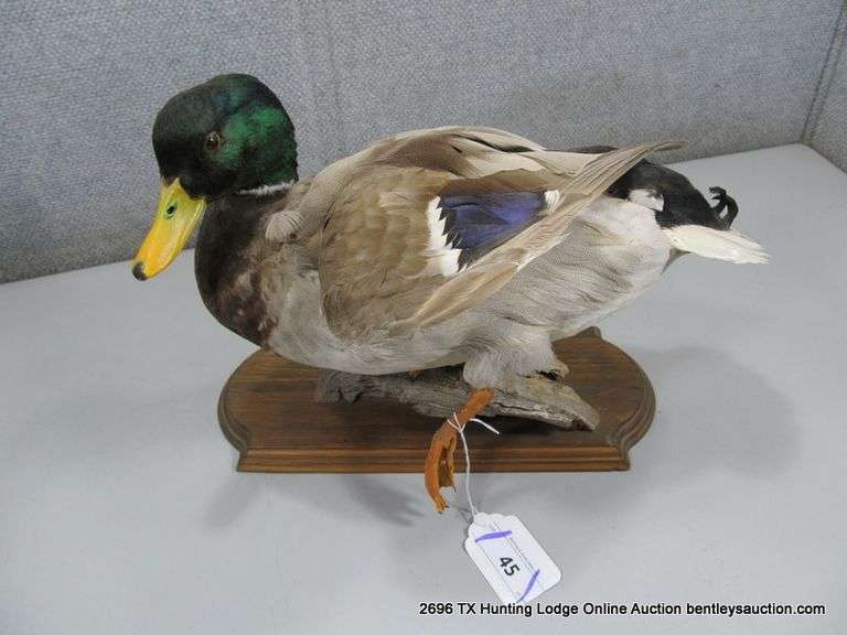 MOUNTED MALLARD DUCK - Bentley & Associates, LLC