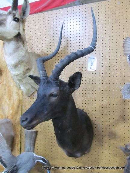 TAXIDERMIED BLACK IMPALA SHOULDER MOUNT - Bentley & Associates, LLC