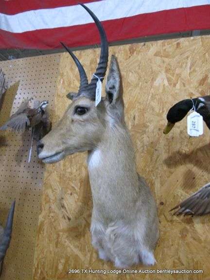 TAXIDERMIED HEAD AND SHOULDER MOUNT OF REEDBUCK - Bentley & Associates, LLC
