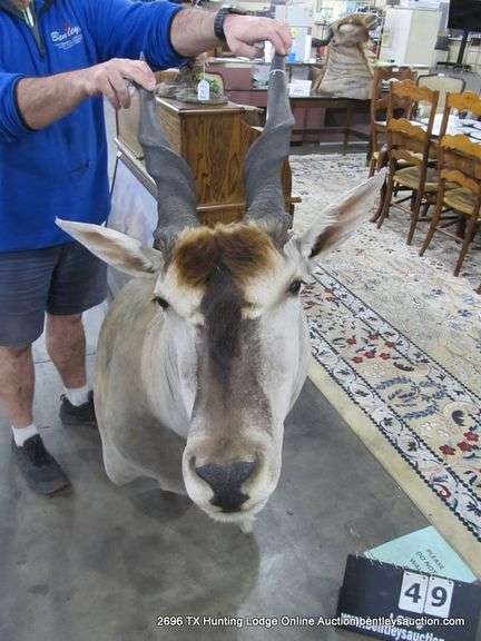 GIANT ELAND HEAD & SHOULDER MOUNT - Bentley & Associates, LLC