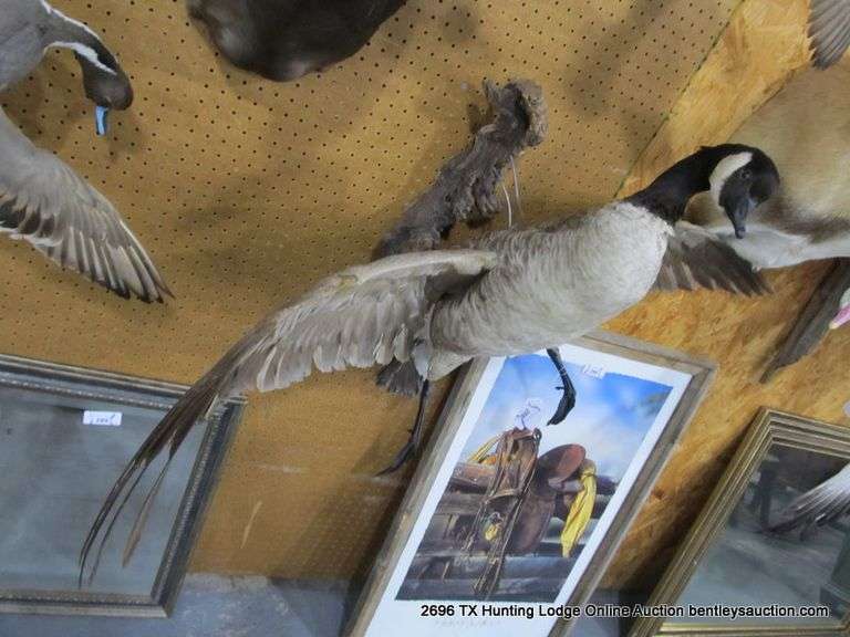 TAXIDERMIED CANADIAN GOOSE MOUNT - Bentley & Associates, LLC