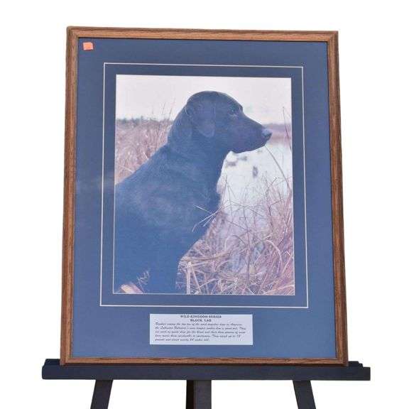 Framed Print: Black Labrador Retriever - Bartkus Auctioneers