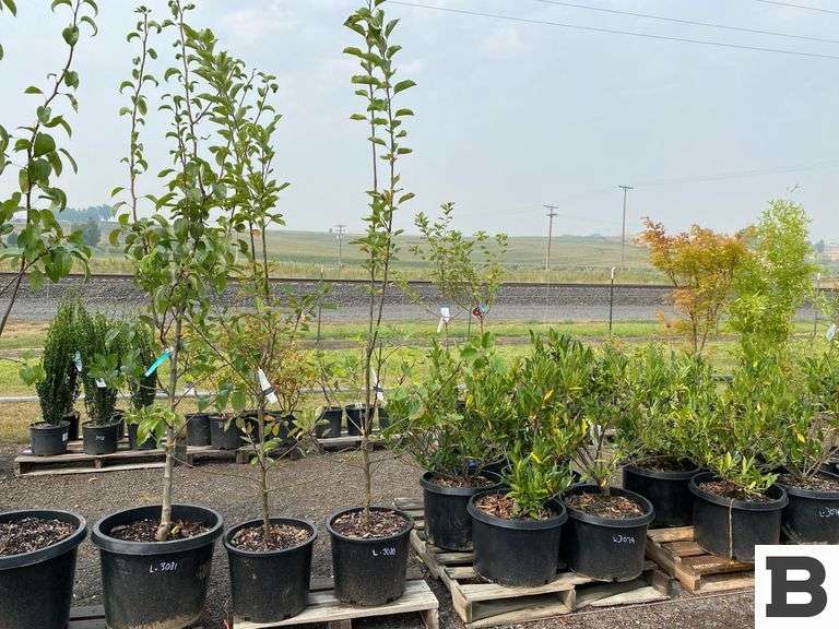 Dwarf Akane Apple Tree - Booker Auction Company