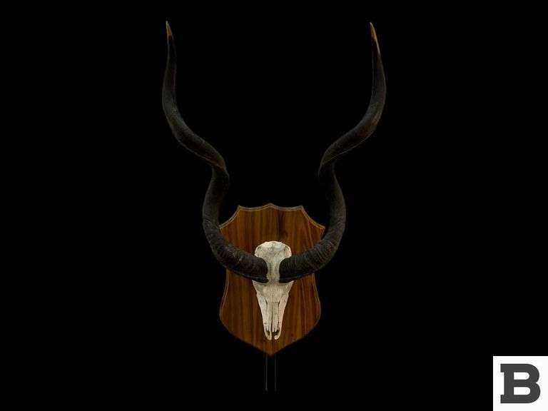 Kudo Skull and Horn Mount - Booker Auction Company