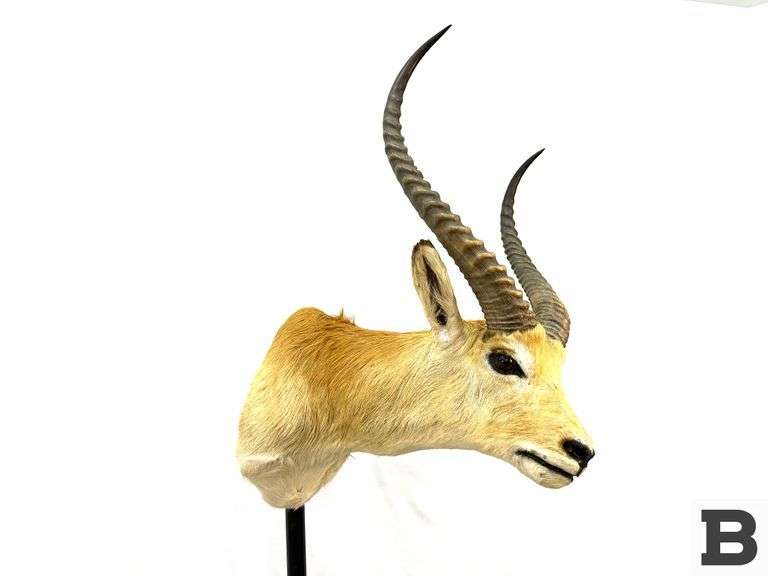 Red Lechwe Shoulder Mount - WA Resident Only - Booker Auction Company