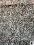 Orchard Grass Fescue Mix Hay - Booker Auction Company
