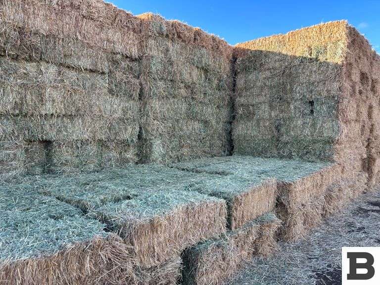 2024 Orchard Brome Grass Hay First Cutting - Powell Butte, OR - Booker ...