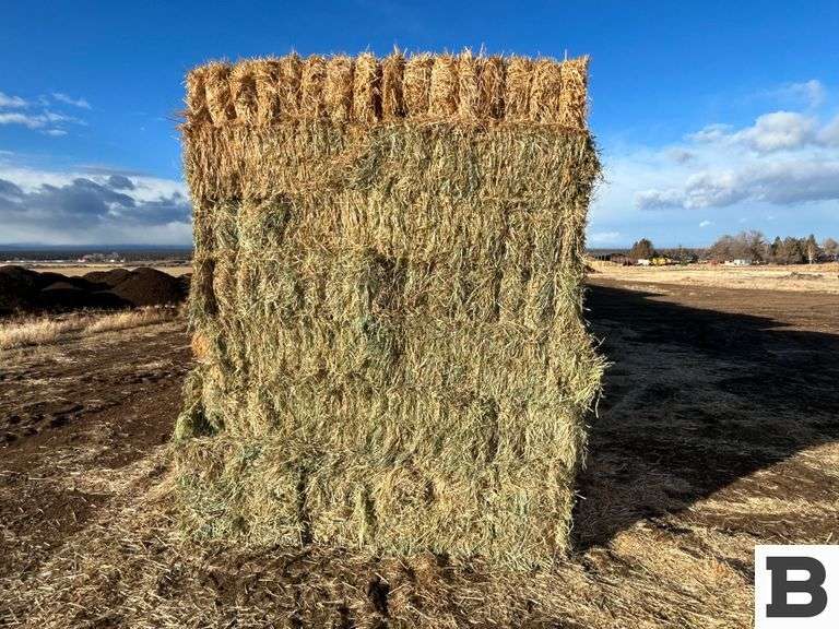 2024 Orchard Brome Grass Hay First Cutting - Powell Butte, OR - Booker ...