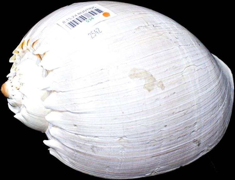 Beautiful Melon Shell Seashell - Large - Bunting Online Auctions