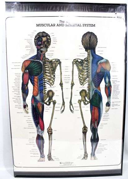 The Male Muscular and Skeletal System - The Bruce Algra Health ...