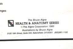 The Male Muscular and Skeletal System - The Bruce Algra Health ...