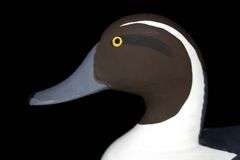 Signed , Hand Carved , Pintail Duck Decoy , Marked Capt Harry R Jobes ...