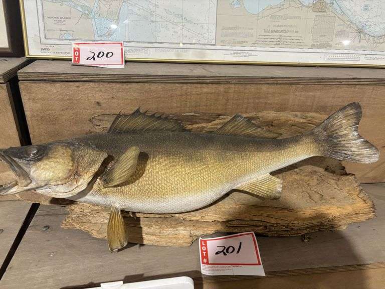 Mounted fish - Bonnigson & Associates