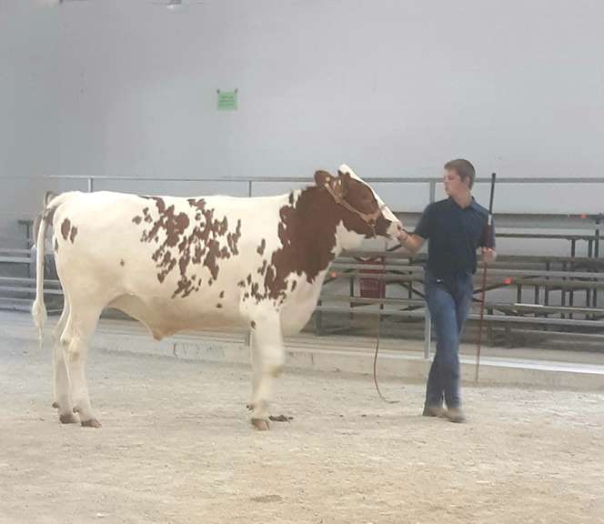 Justin Mullet Milford Helping Hands - Breeders World