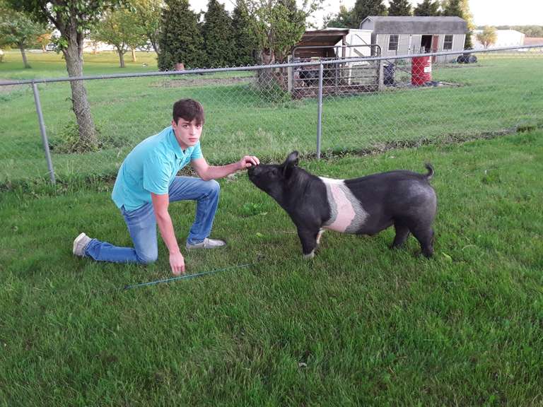 Blayne Williams Madison-Plains FFA - Breeders World