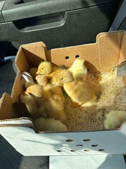 Cole Williams HL Hog & Dairy - Breeders World