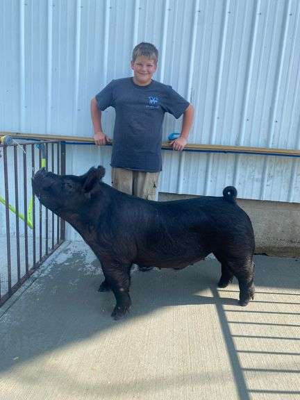 Derrick Ryan T-Birds - Breeders World