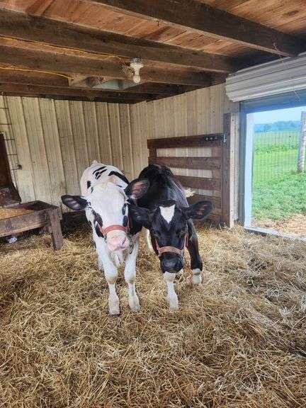 Lilyan Hamilton Bloomville Beef & Feeders - Breeders World