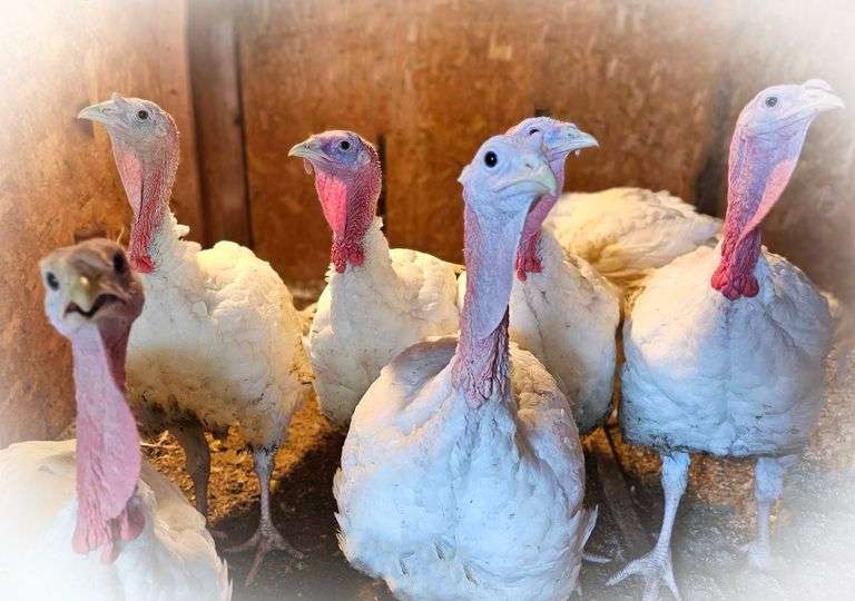 Hannah Manley Barnyard Kids - Breeders World